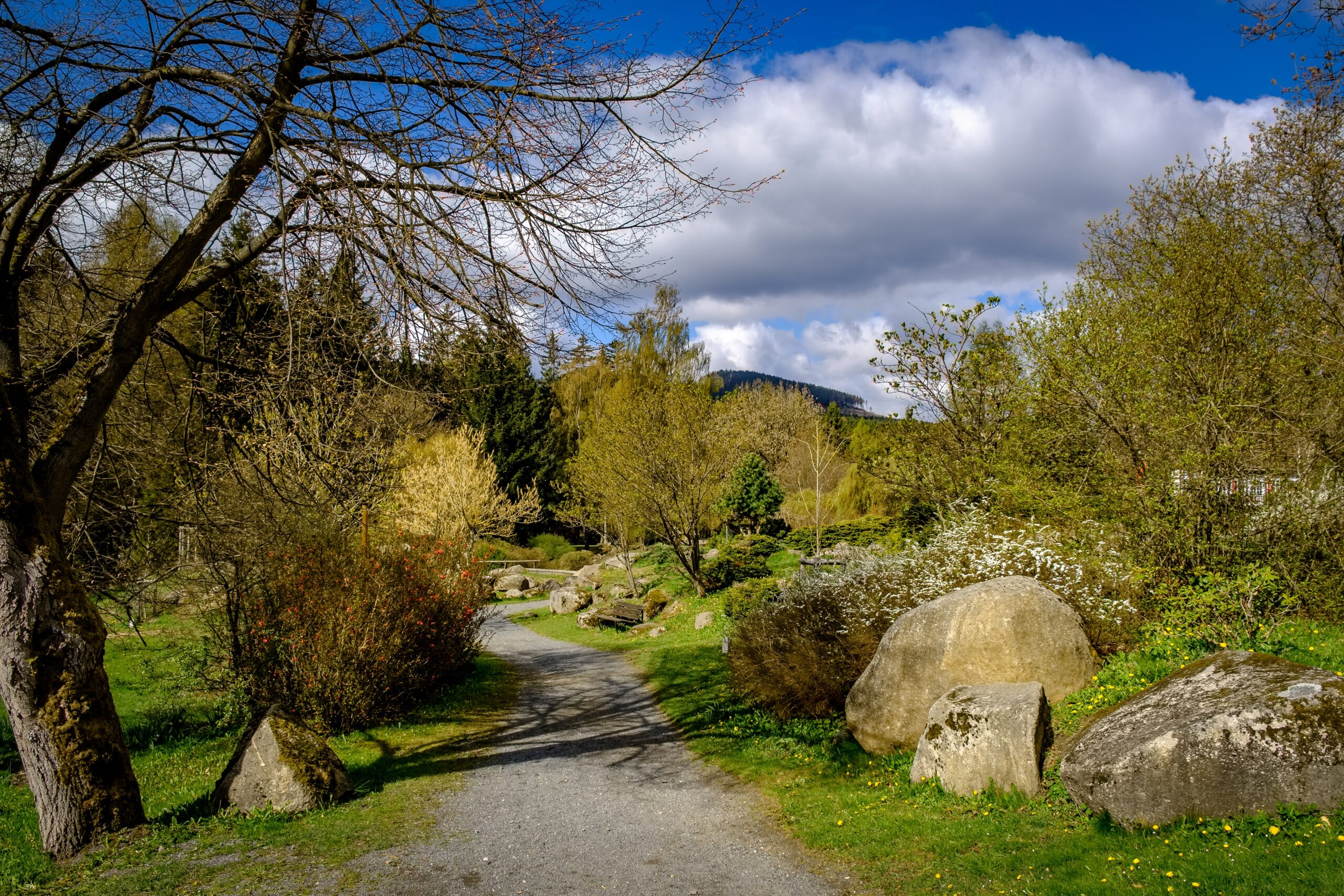 The Bull Meadows at North Claines - Leaves of Green
